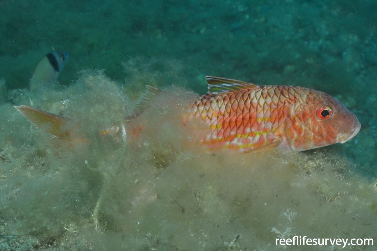 Mullus surmuletus - Surmullet | ReefLifeSurvey.com