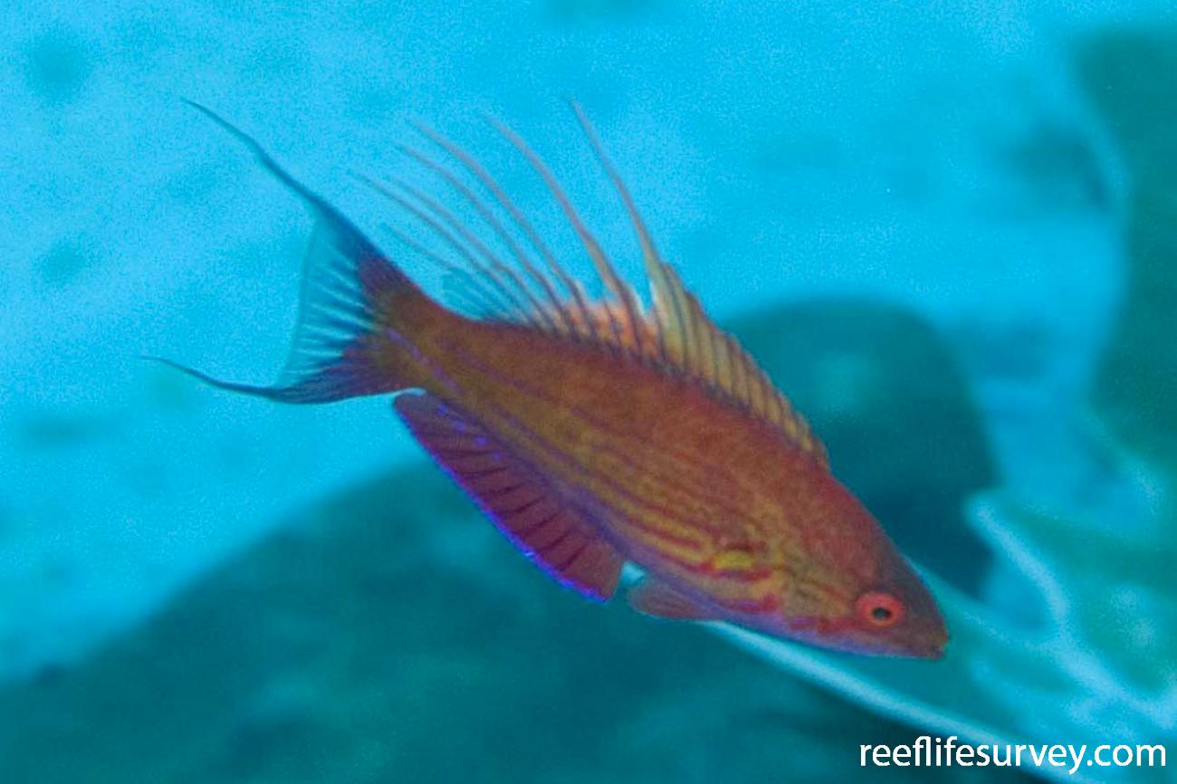 Paracheilinus cyaneus - Blue Flasher-wrasse | ReefLifeSurvey.com