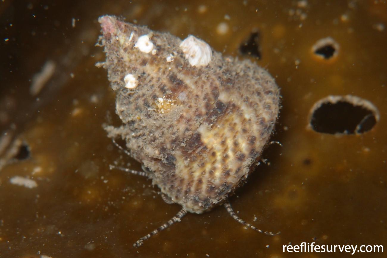 Calthalotia fragum - Spotted Strawberry Top Shell | ReefLifeSurvey.com