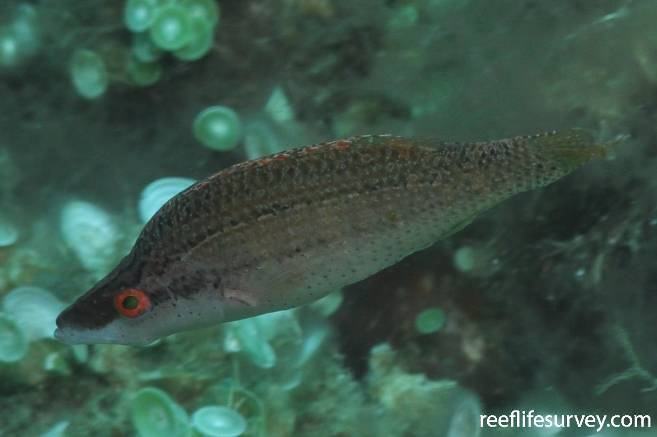 Symphodus rostratus - Pointed-snout Wrasse | ReefLifeSurvey.com