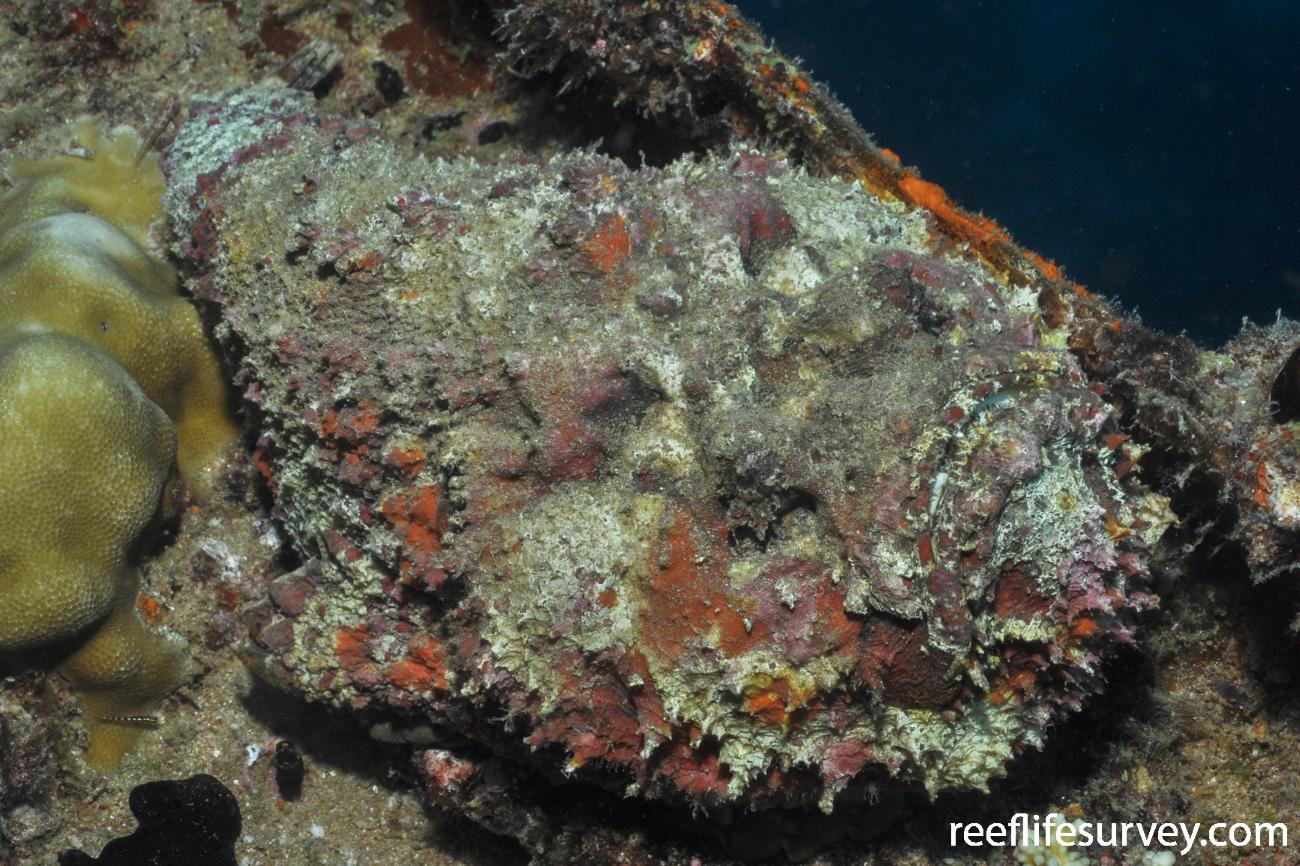 Synanceia verrucosa - Reef Stonefish | ReefLifeSurvey.com