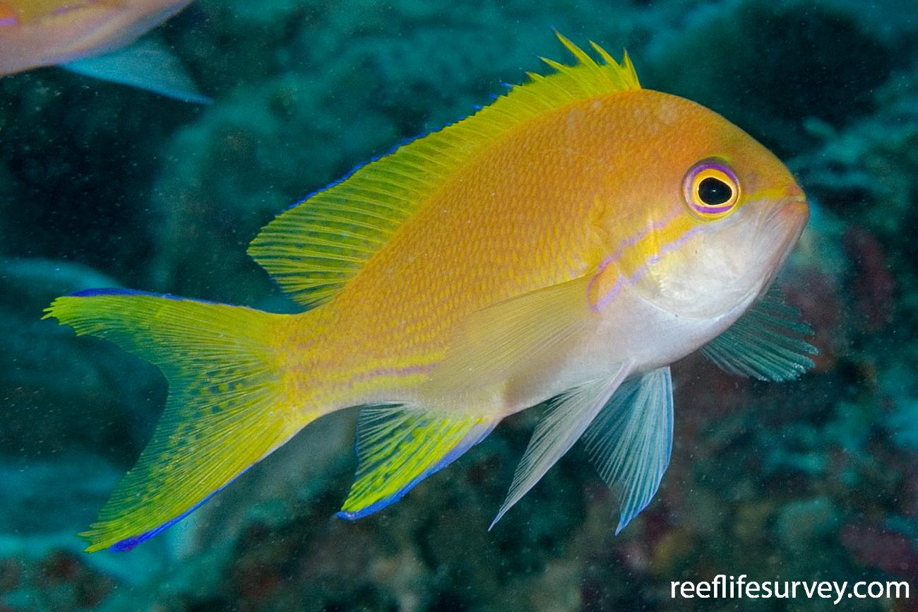 Pseudanthias pleurotaenia - Mirror Basslet | ReefLifeSurvey.com