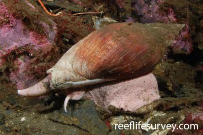 Adelomelon ancilla - Ancilla volute | Reef Life Survey