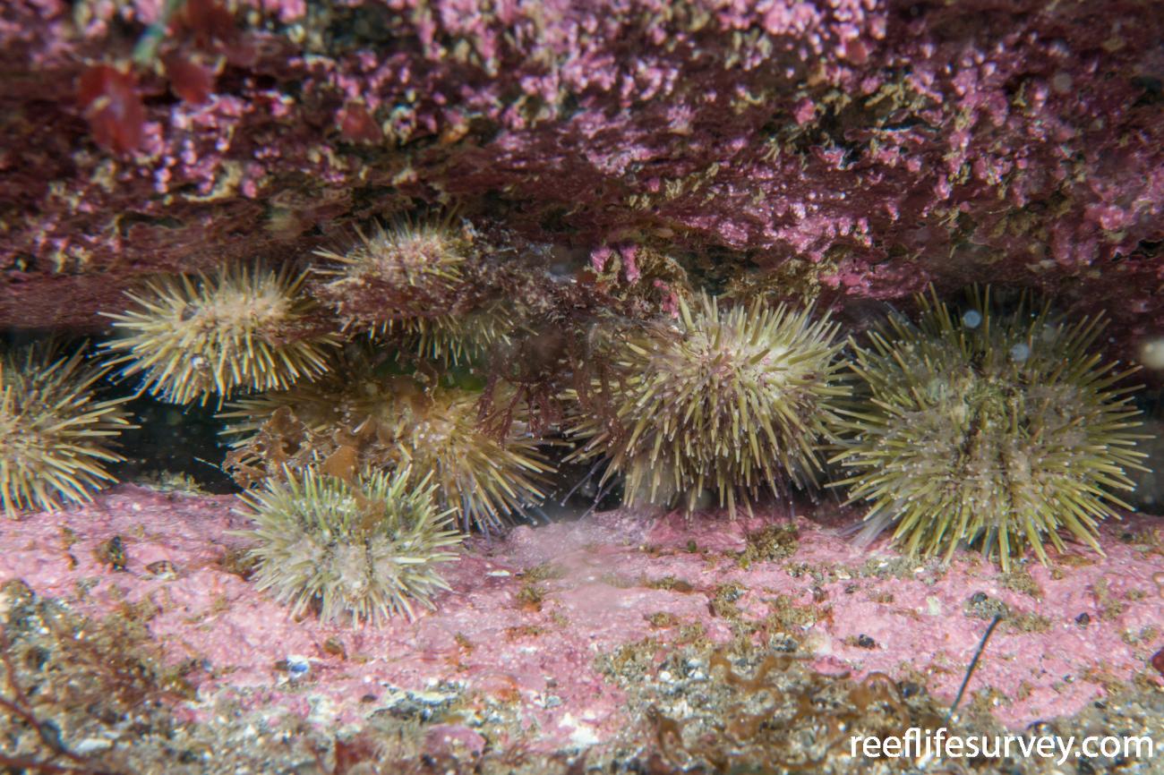 Strongylocentrotus droebachiensis - Northern Sea Urchin ...