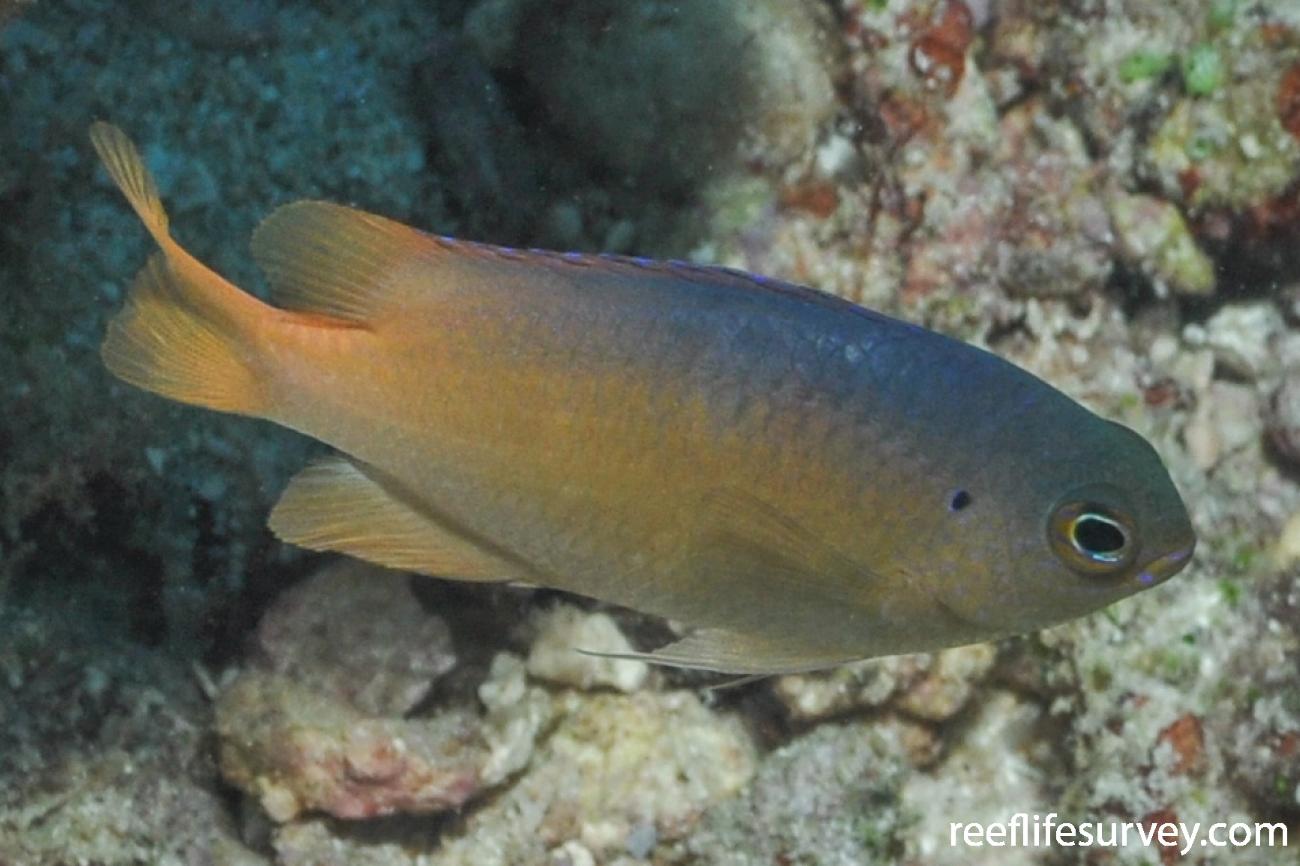 Chrysiptera caesifrons - | ReefLifeSurvey.com