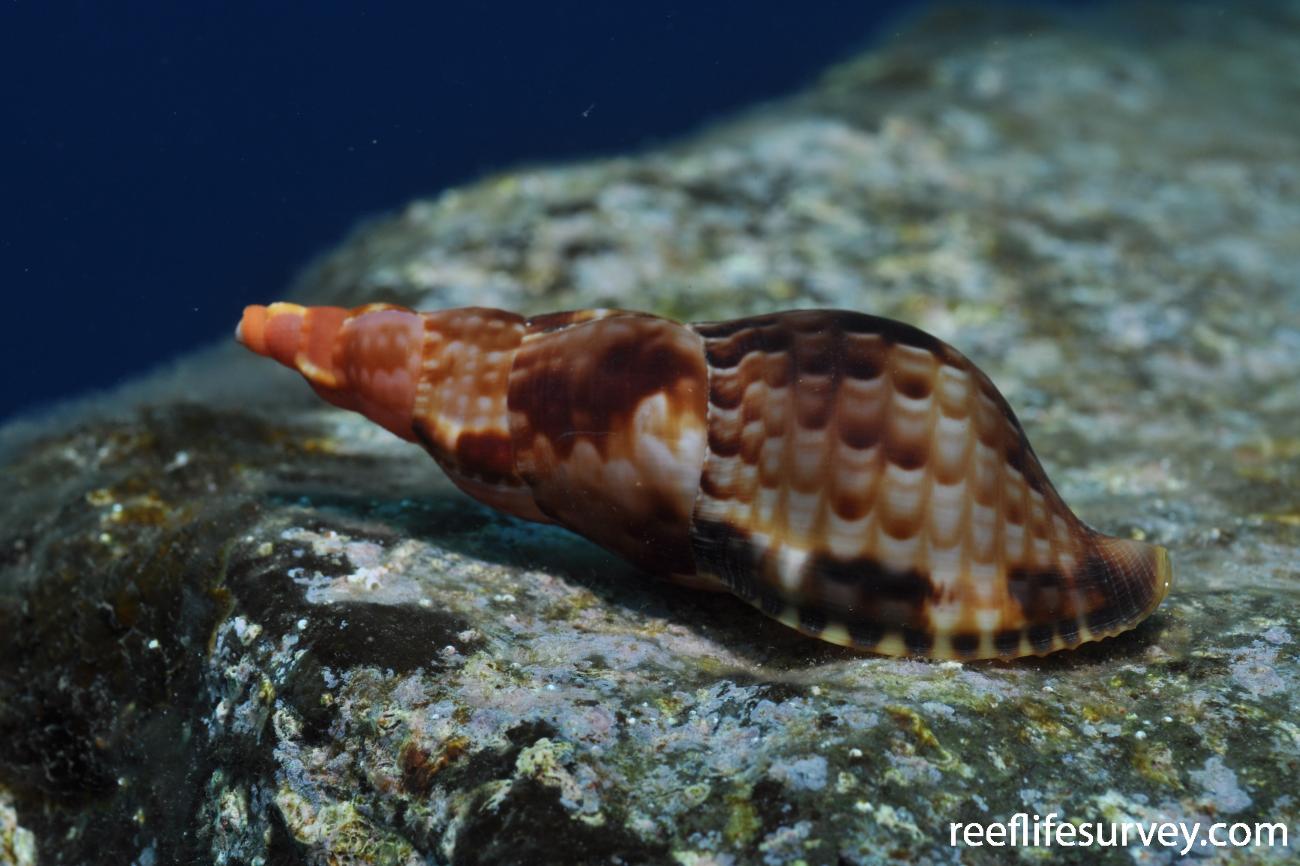 Charonia tritonis - Trumpet Triton | ReefLifeSurvey.com