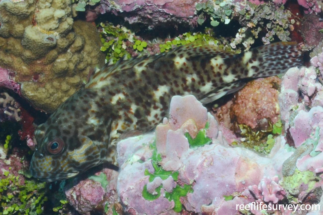 Cirrhitus pinnulatus - Whitespotted Hawkfish | ReefLifeSurvey.com