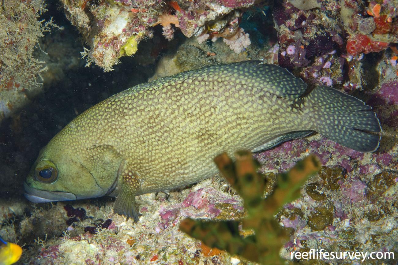Epinephelus ongus - Specklefin Grouper | ReefLifeSurvey.com