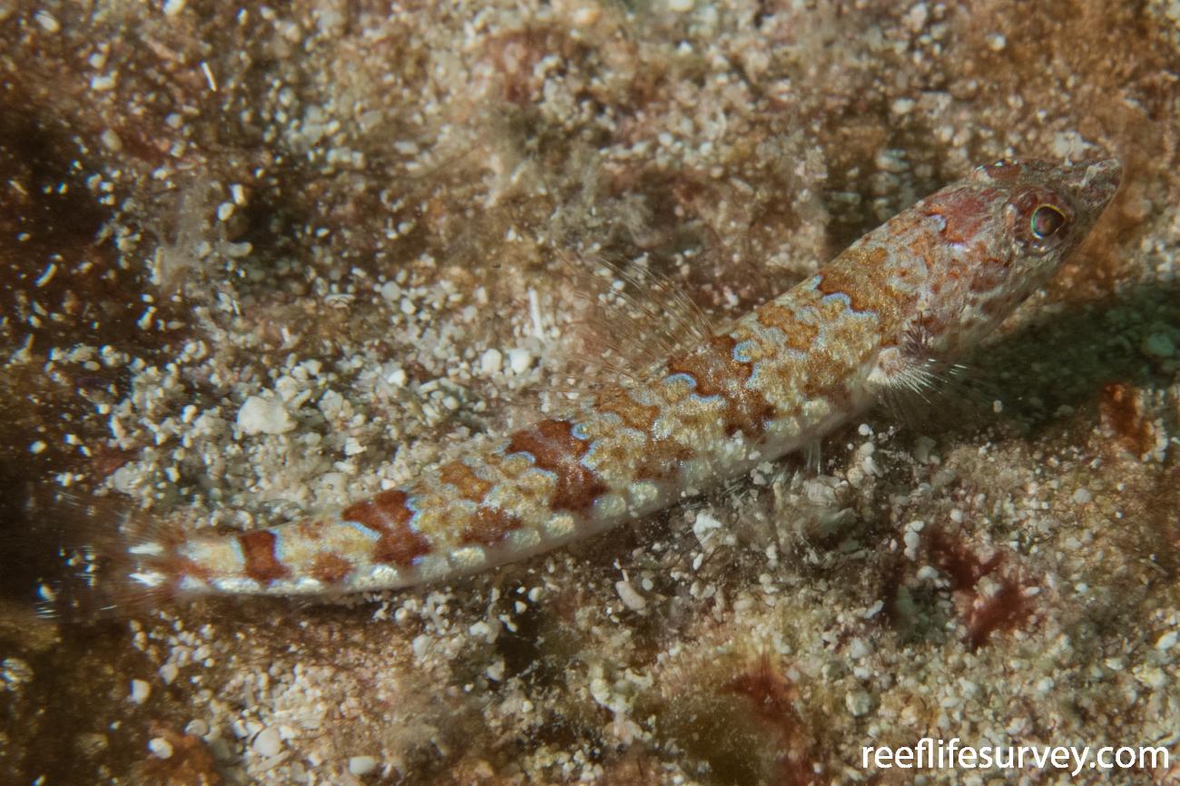 Synodus synodus - Diamond Lizardfish | ReefLifeSurvey.com