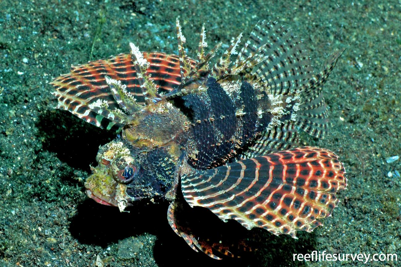Dendrochirus brachypterus - Dwarf Lionfish | ReefLifeSurvey.com