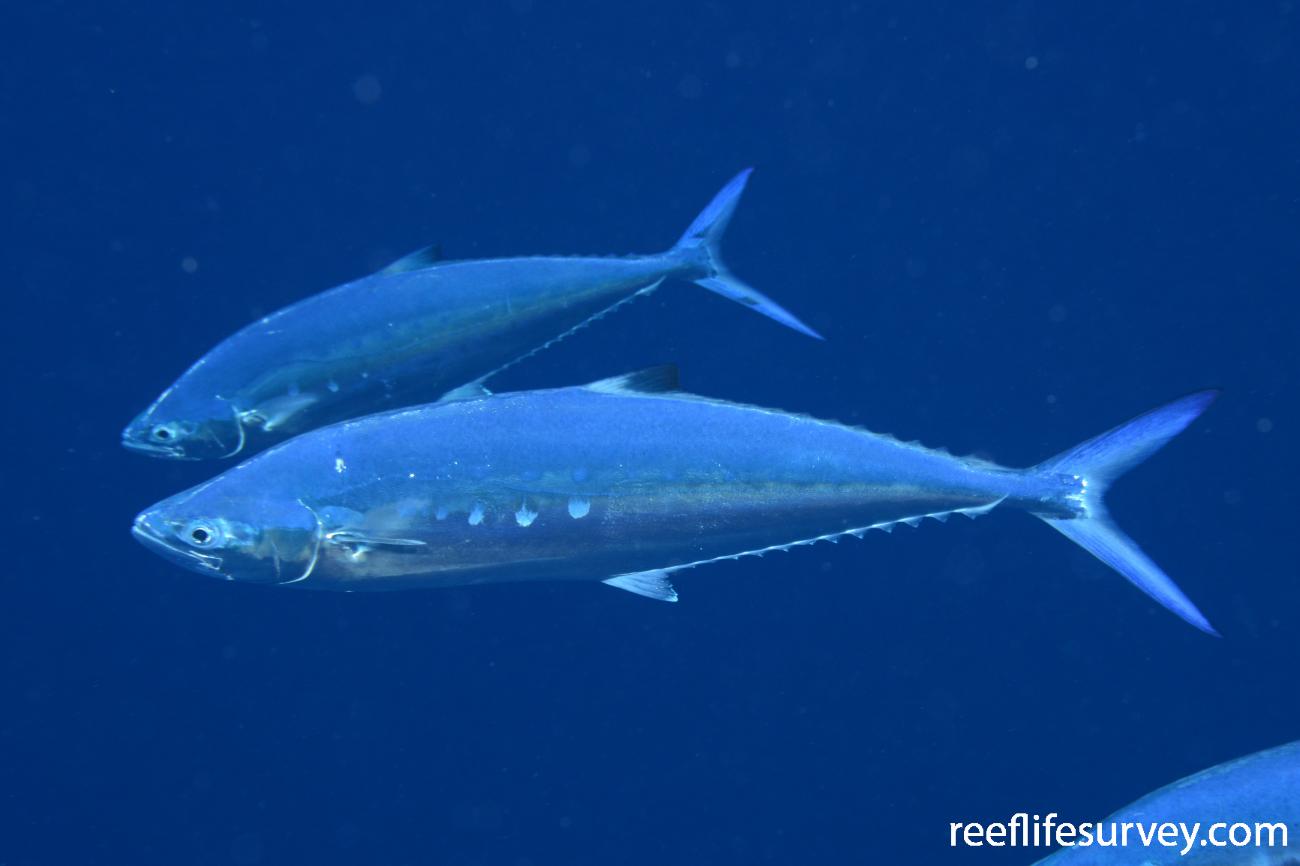 Scomberoides lysan - Lesser Queenfish | ReefLifeSurvey.com