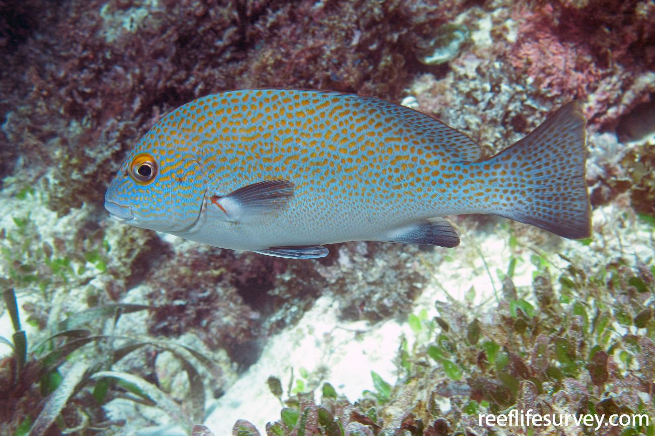 Plectorhinchus flavomaculatus - Gold-spotted Sweetlips | ReefLifeSurvey.com