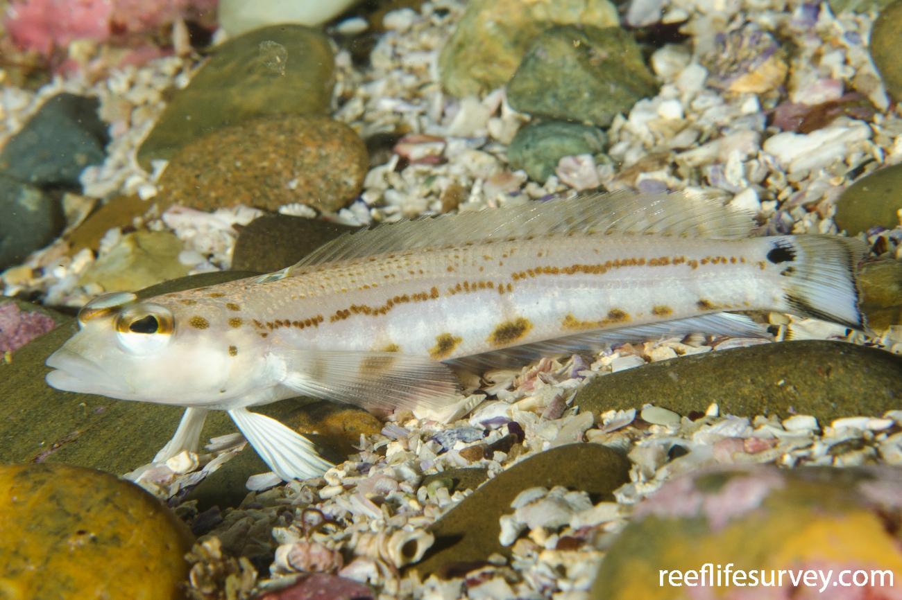 Parapercis ramsayi - Spotted Grubfish | ReefLifeSurvey.com