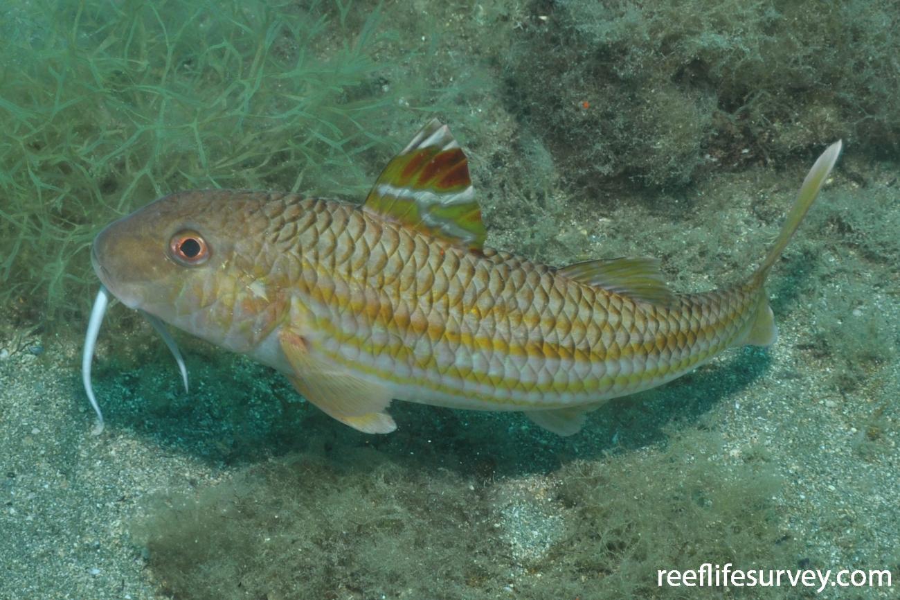 Mullus surmuletus - Surmullet | ReefLifeSurvey.com