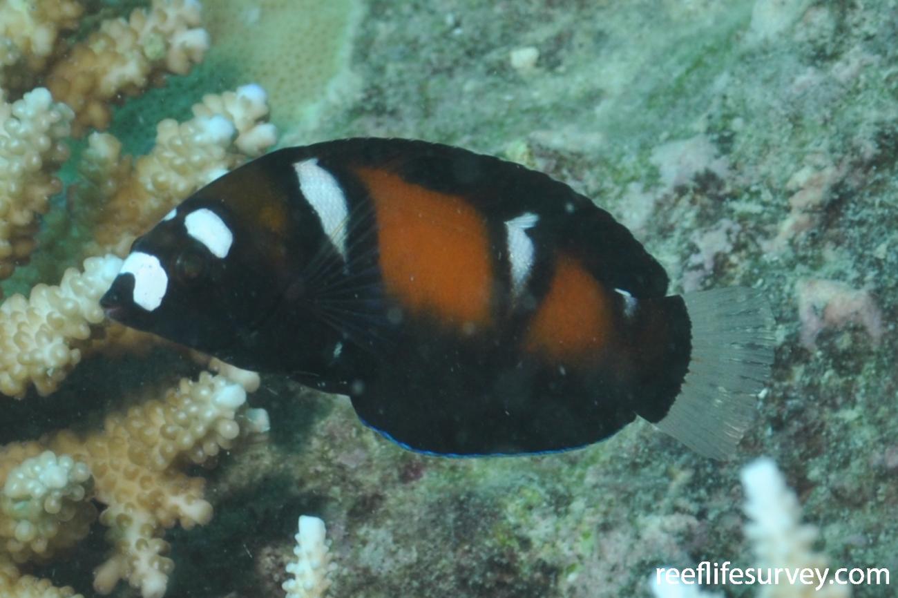 Coris formosa - Queen Coris | ReefLifeSurvey.com