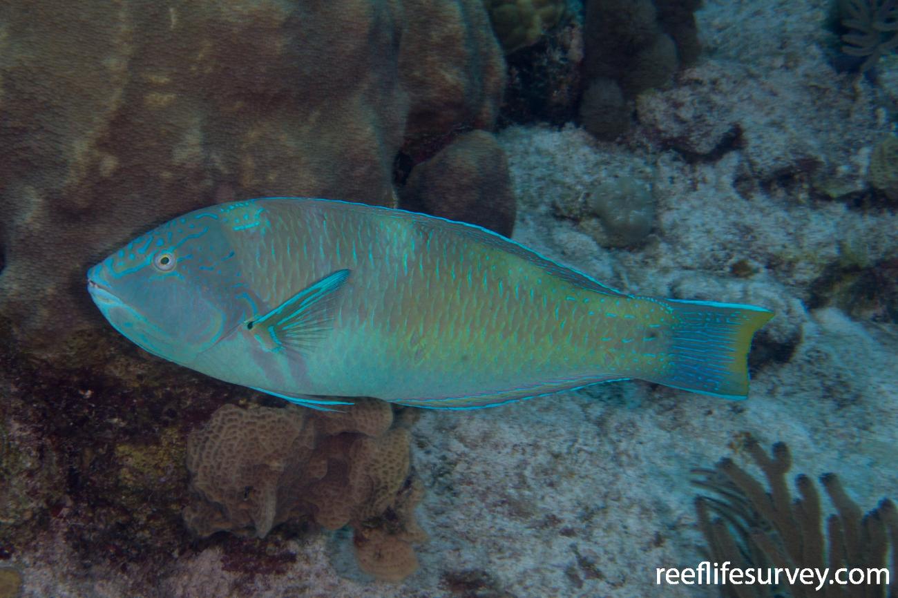 Halichoeres radiatus - Puddingwife Wrasse | ReefLifeSurvey.com