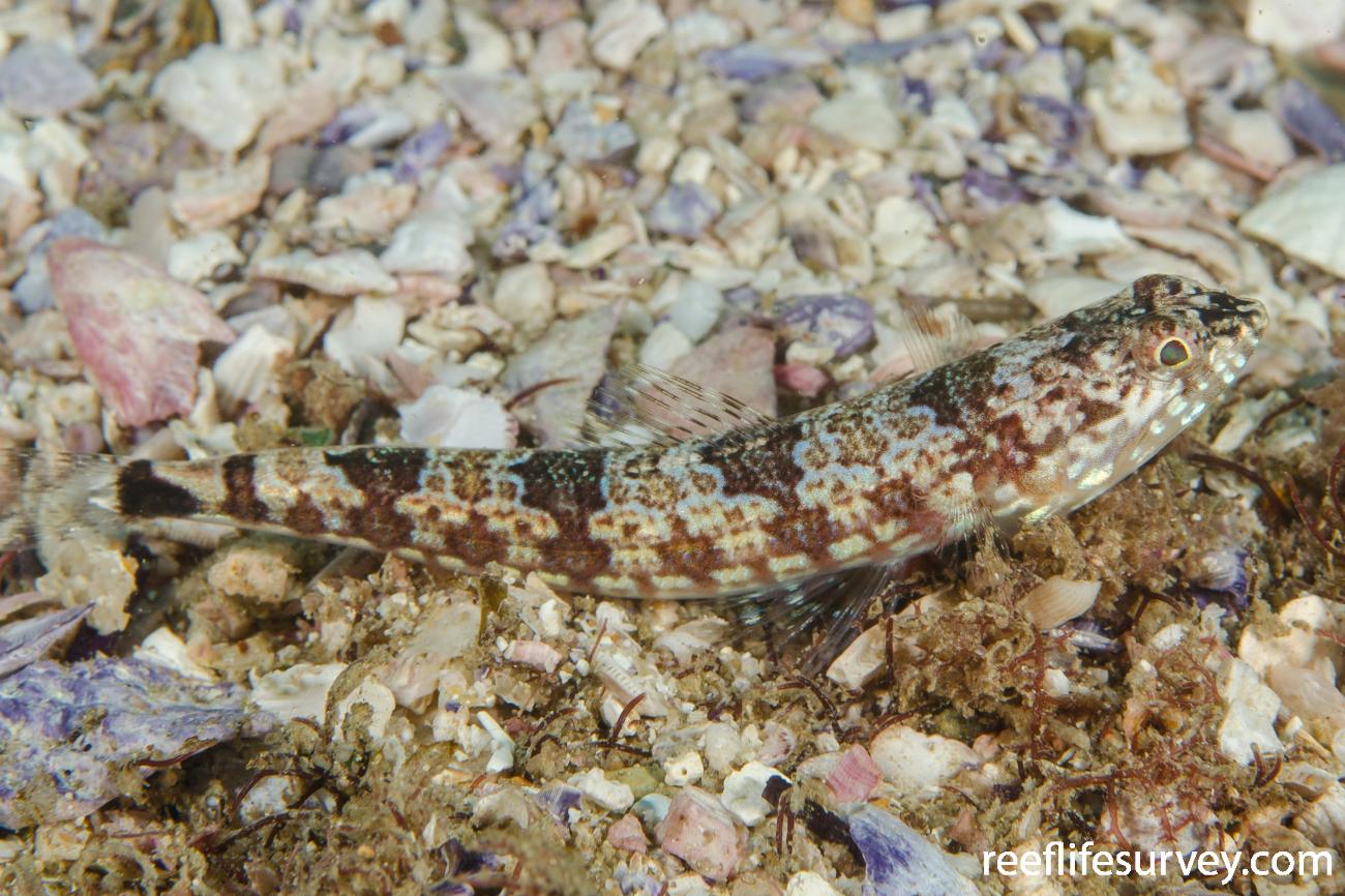 Synodus jaculum - Tail-blotch Lizardfish | ReefLifeSurvey.com