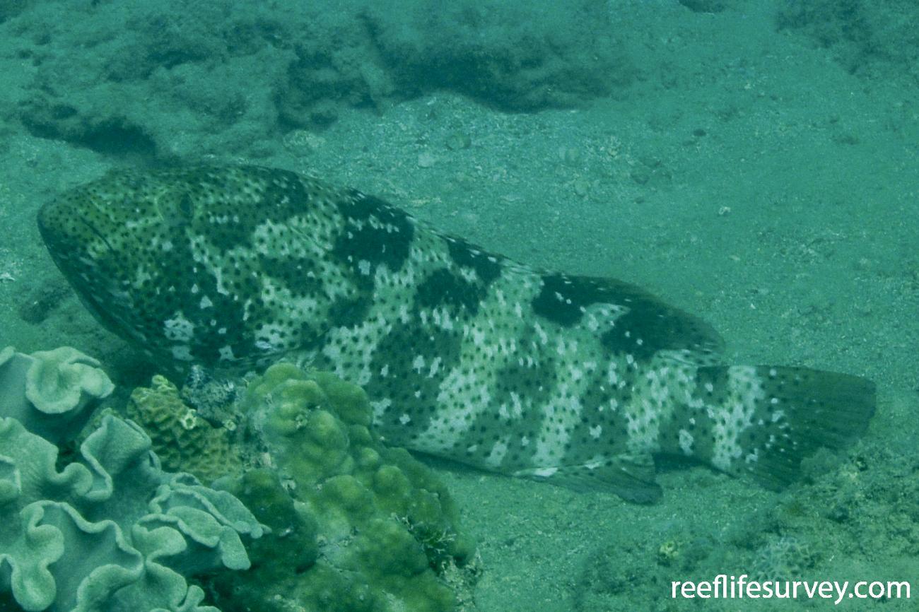 Epinephelus malabaricus - Blackspotted Rockcod | ReefLifeSurvey.com