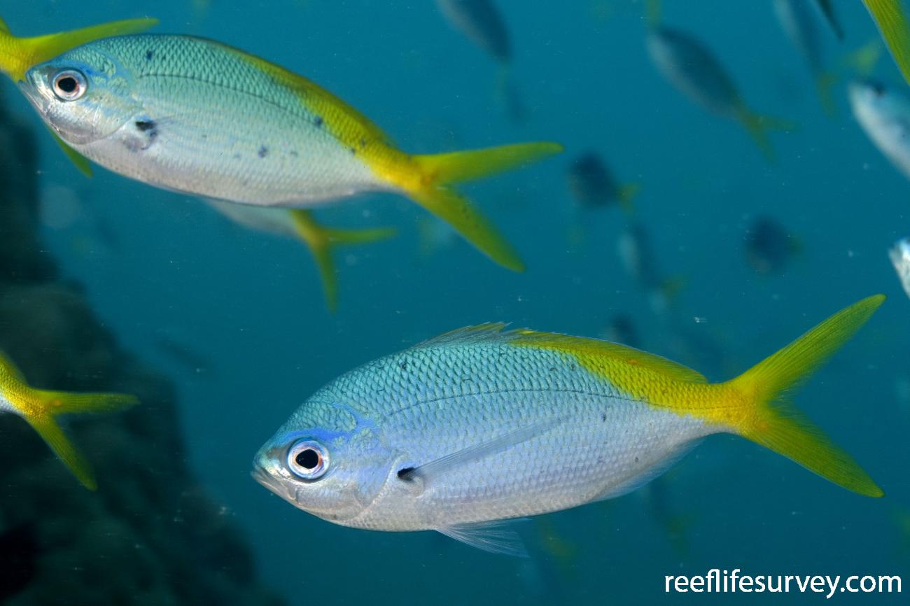 Caesio cuning - Yellowtail Fusilier | ReefLifeSurvey.com