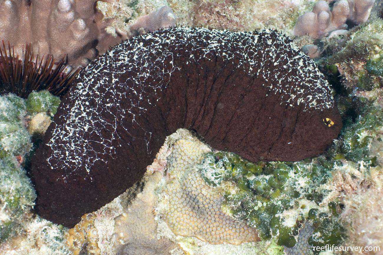 RLS | Holothuria leucospilota