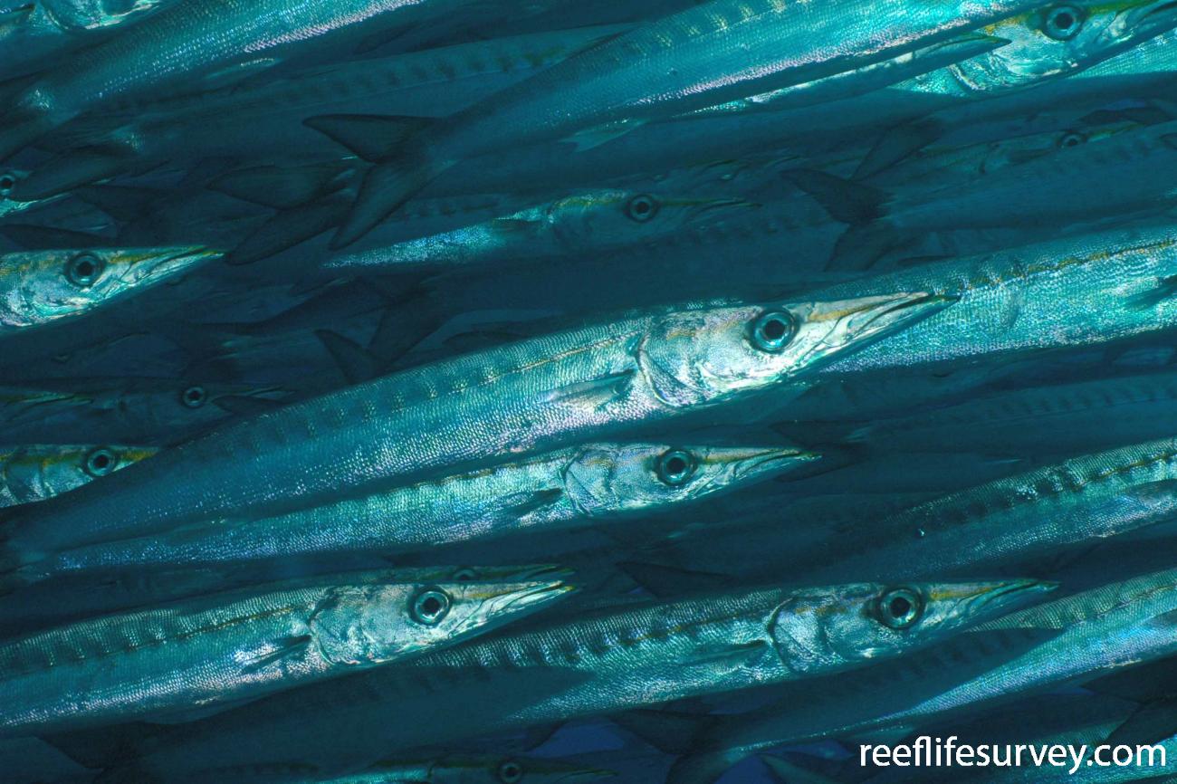 Sphyraena ensis - Barracuda | ReefLifeSurvey.com