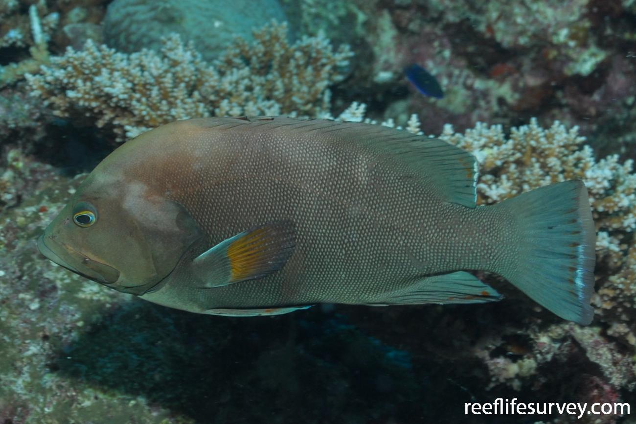 Aethaloperca rogaa - Redmouth Rockcod | ReefLifeSurvey.com