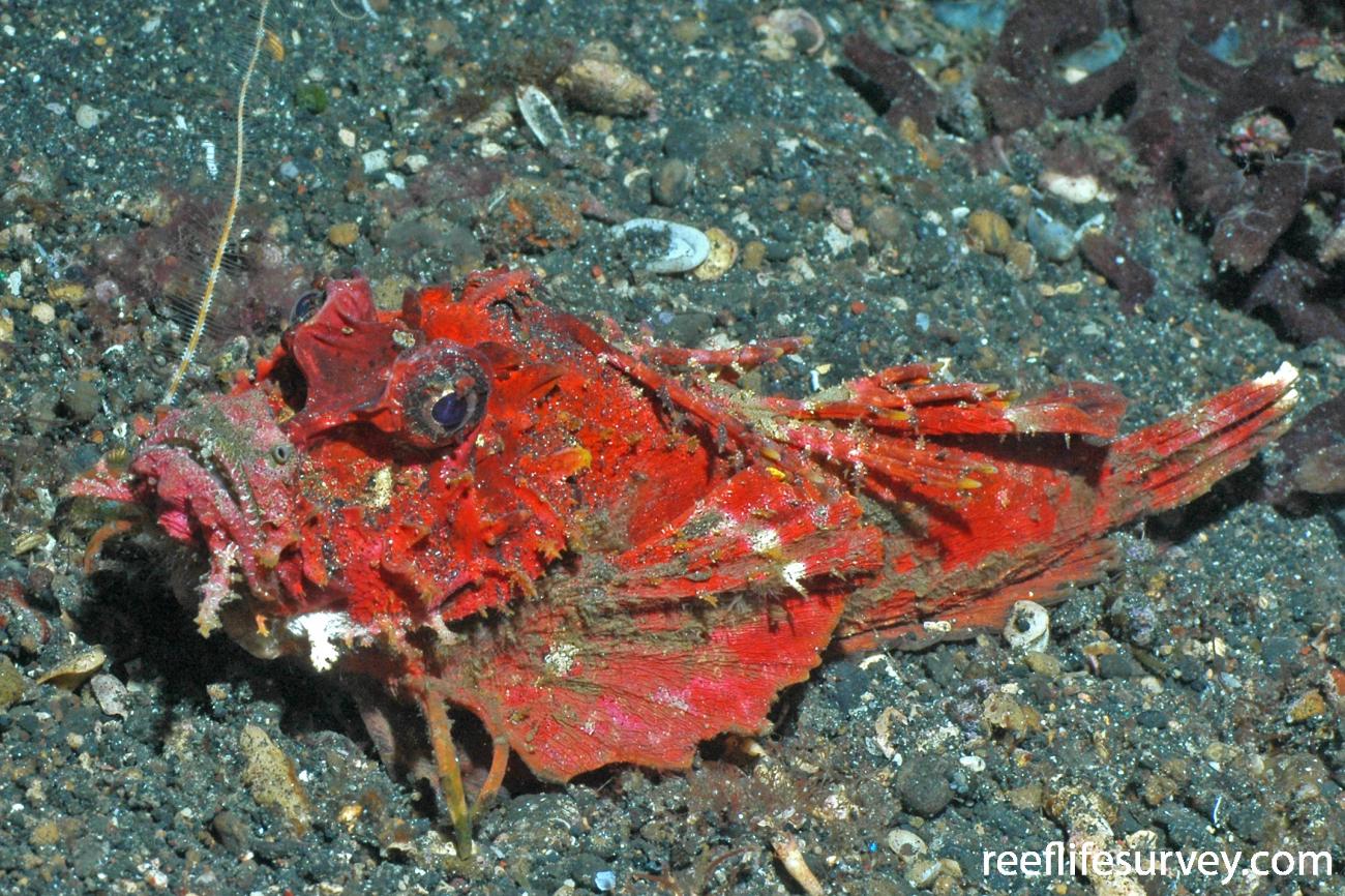 Inimicus didactylus - Longsnout Stingerfish | ReefLifeSurvey.com