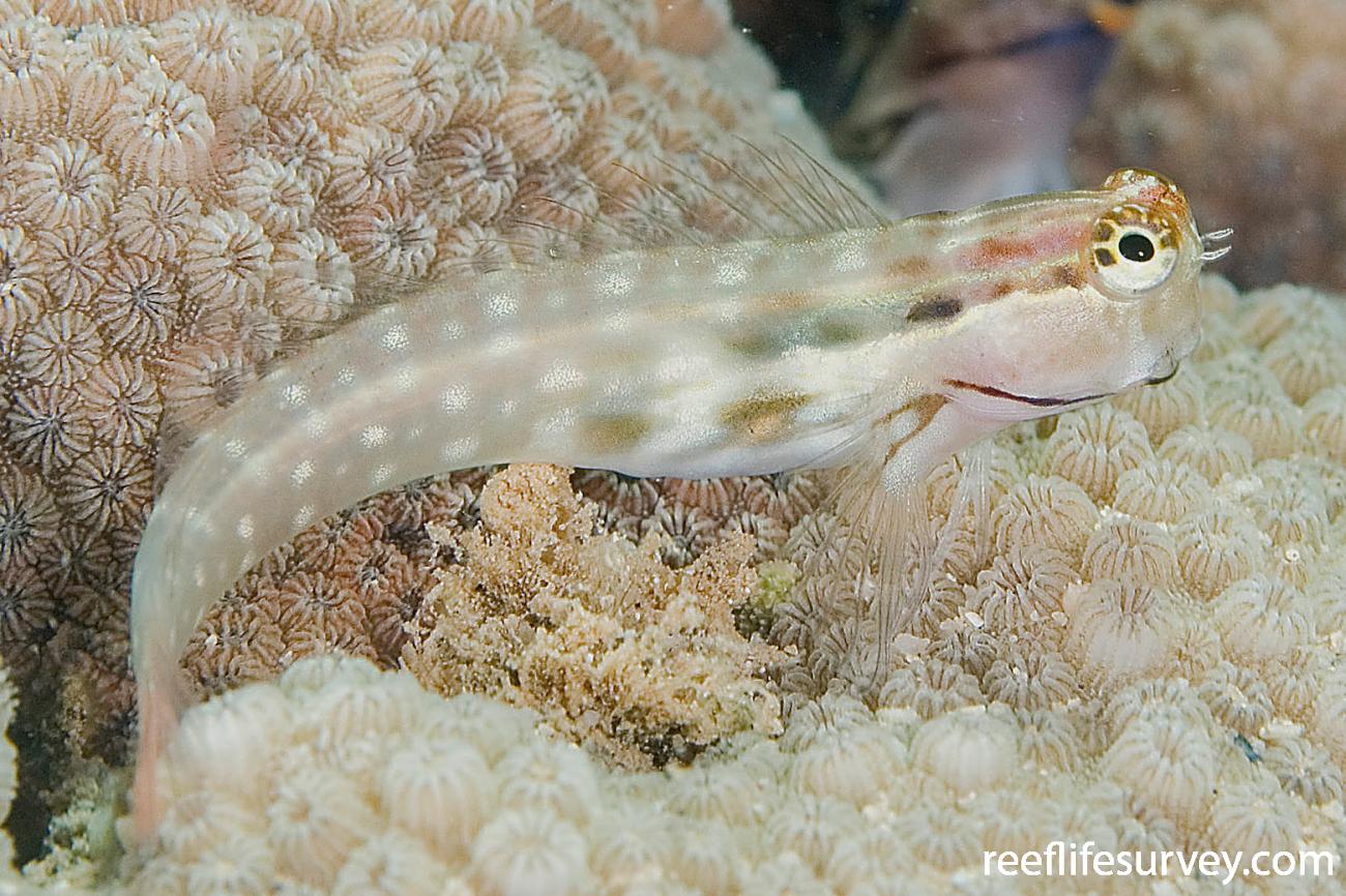 Ecsenius yaeyamaensis - Palespotted Combtooth Blenny | ReefLifeSurvey.com