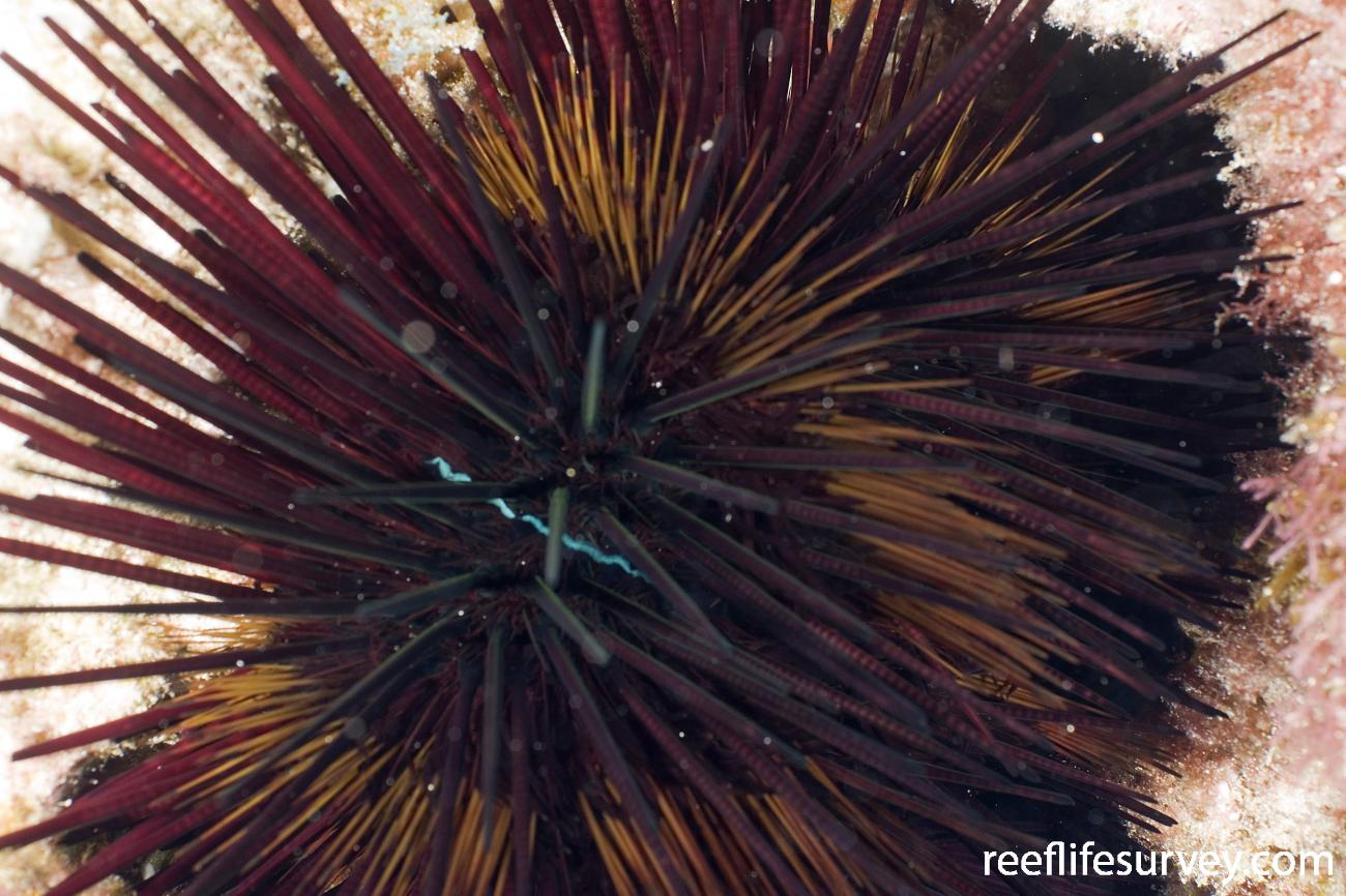 Echinothrix diadema - Blue-black Sea Urchin | ReefLifeSurvey.com