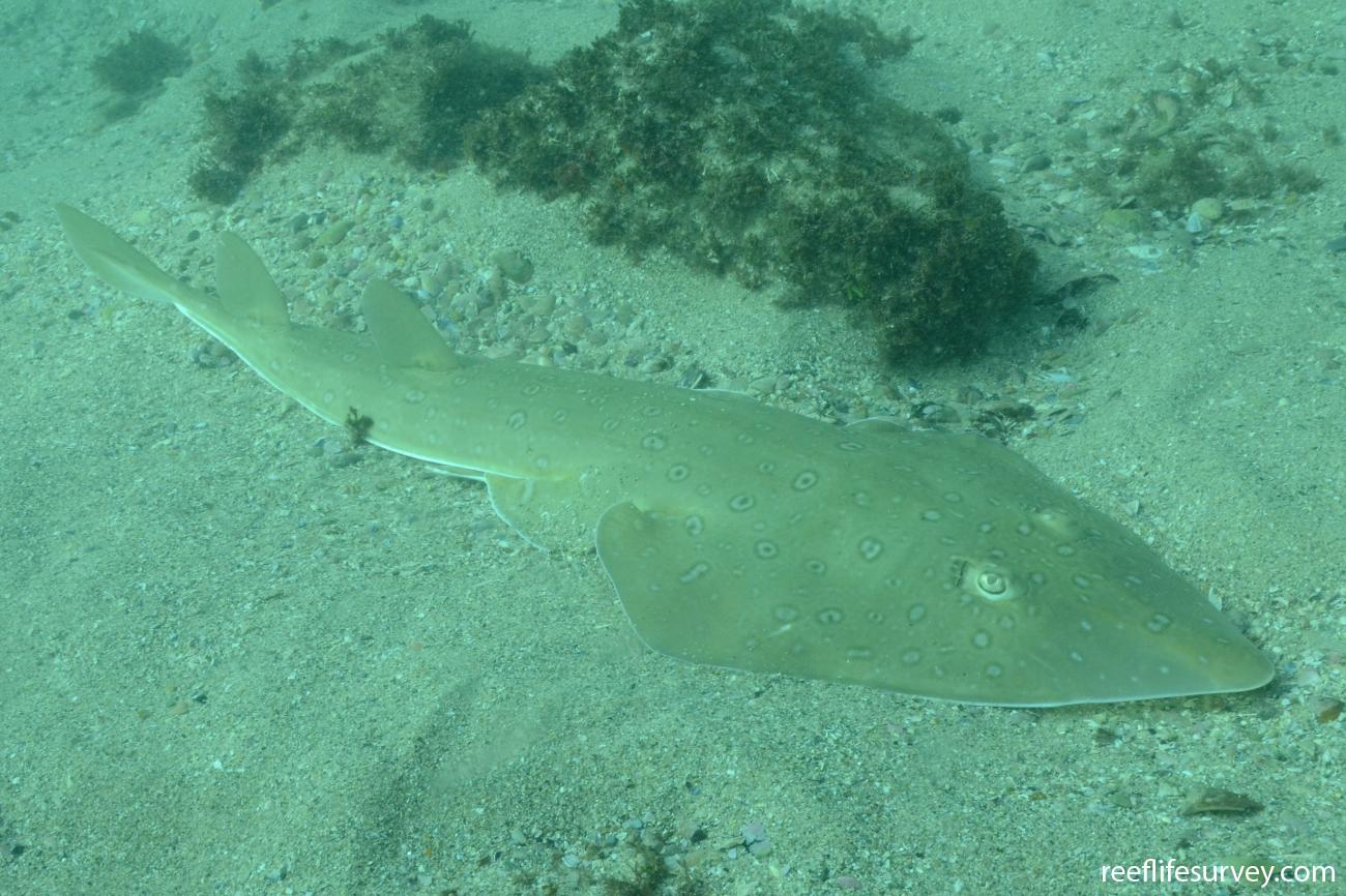 Rhinobatos annulatus - Lesser Sandshark | ReefLifeSurvey.com