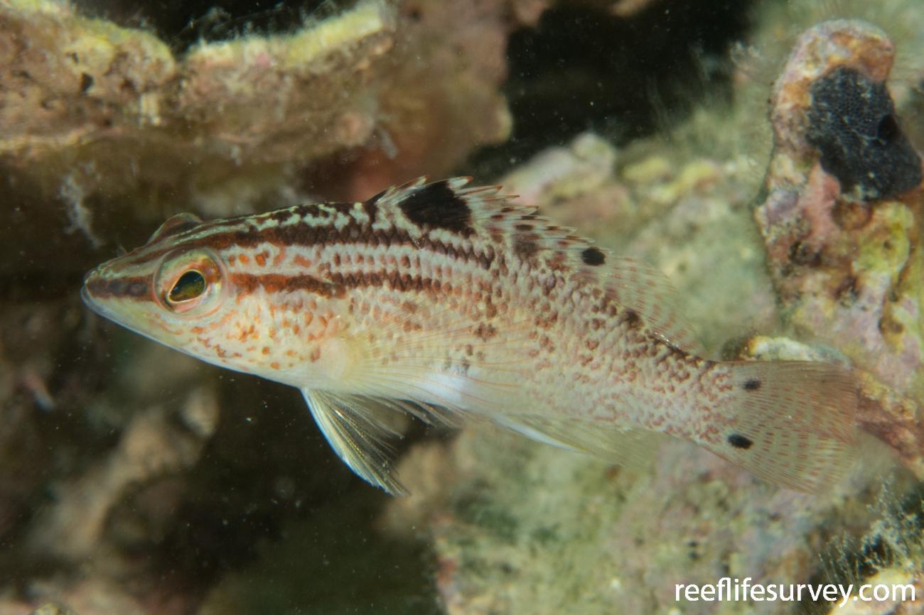 Serranus flaviventris - Two Spot Bass | ReefLifeSurvey.com