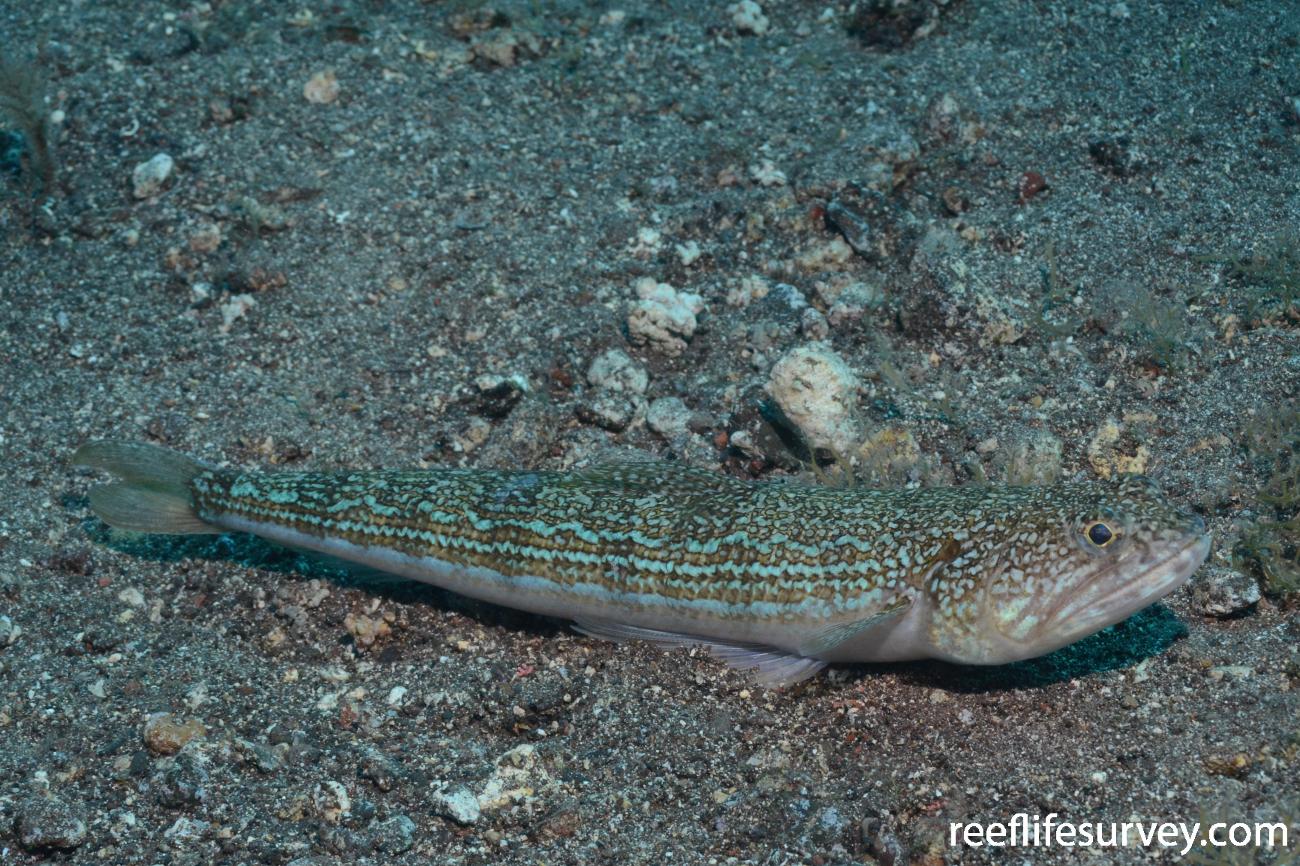 Synodus saurus - Atlantic Lizardfish | ReefLifeSurvey.com