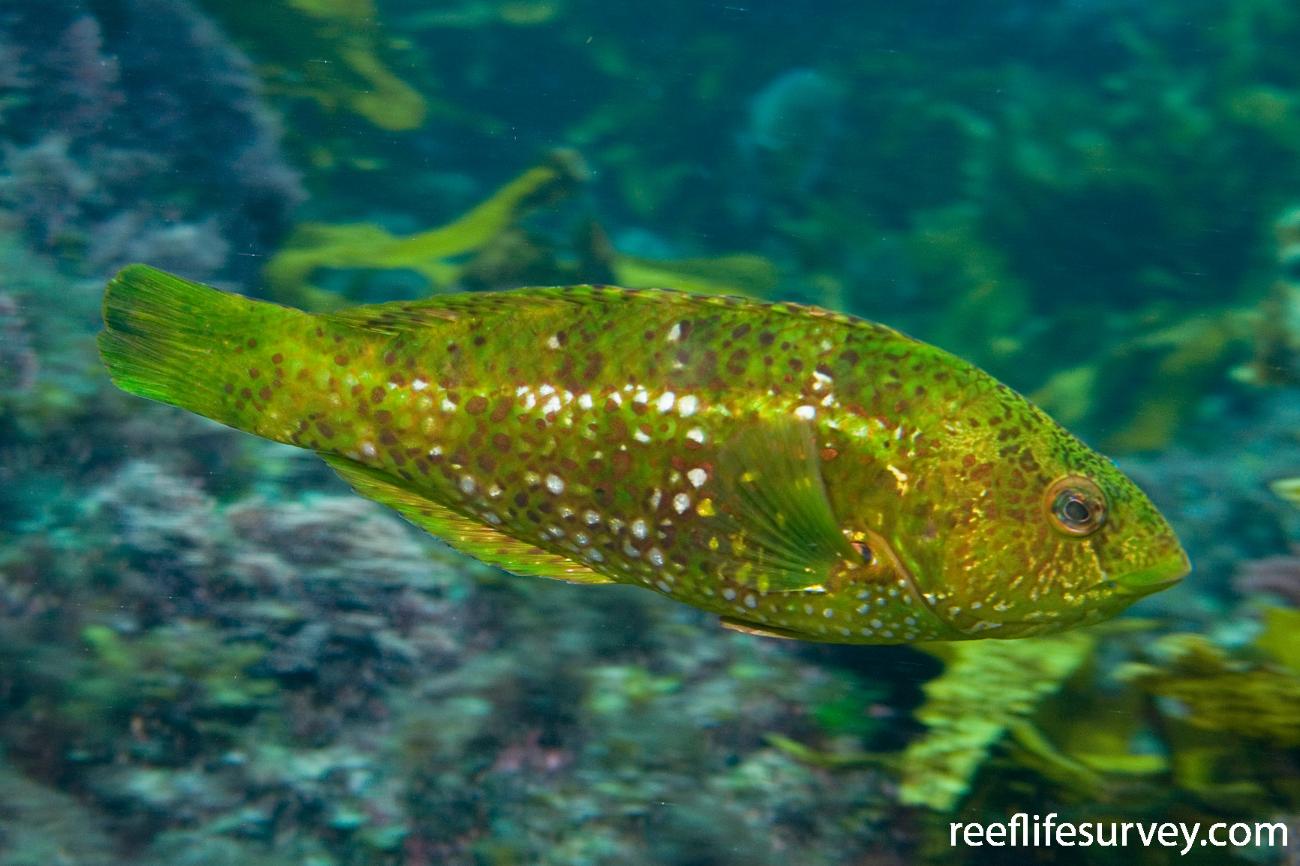 Notolabrus parilus - Brown-spotted Wrasse | ReefLifeSurvey.com