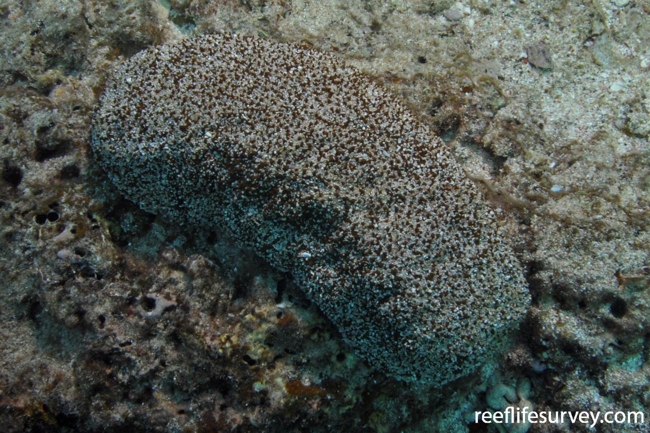 Actinopyga echinites - Deepwater Redfish (sea Cucumber ...