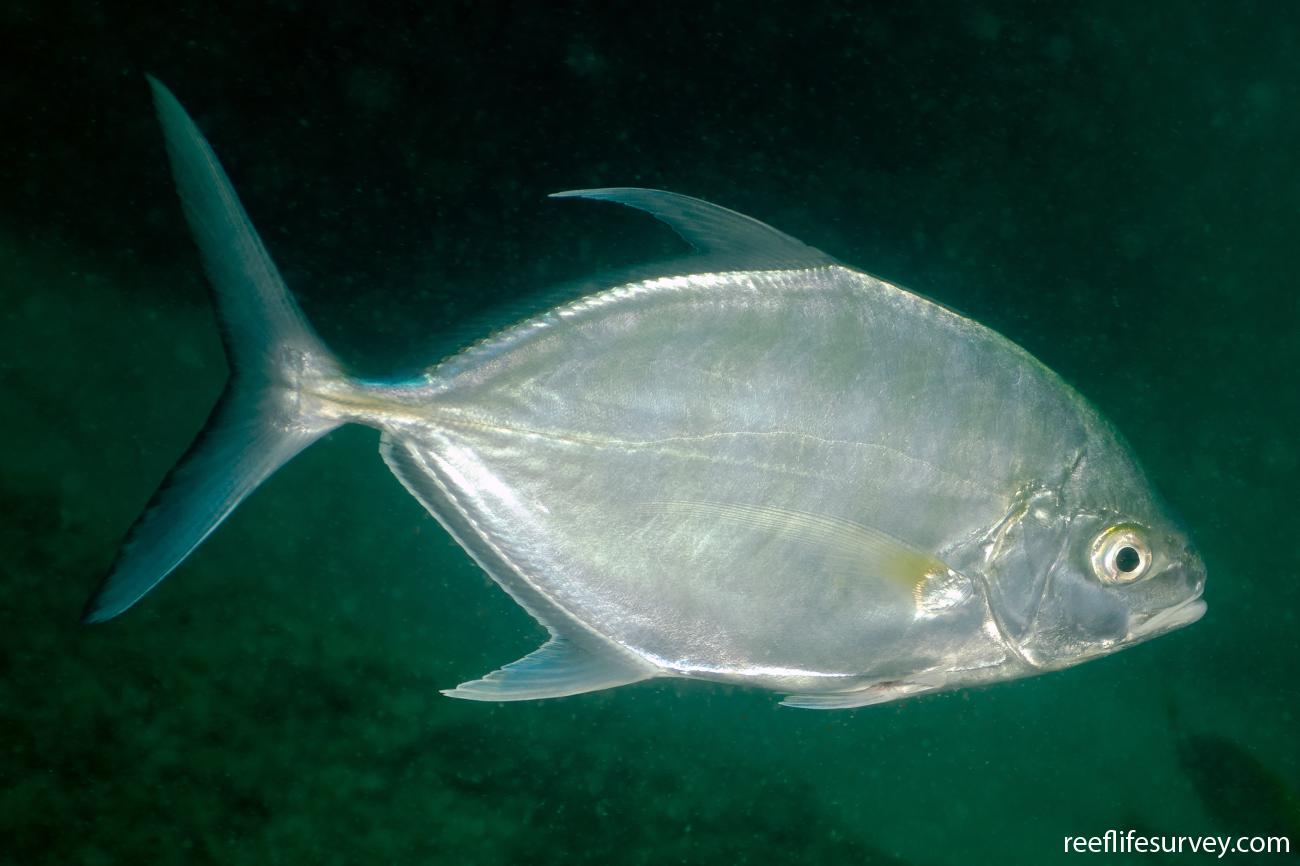 Carangoides chrysophrys - Longnose Trevally | ReefLifeSurvey.com