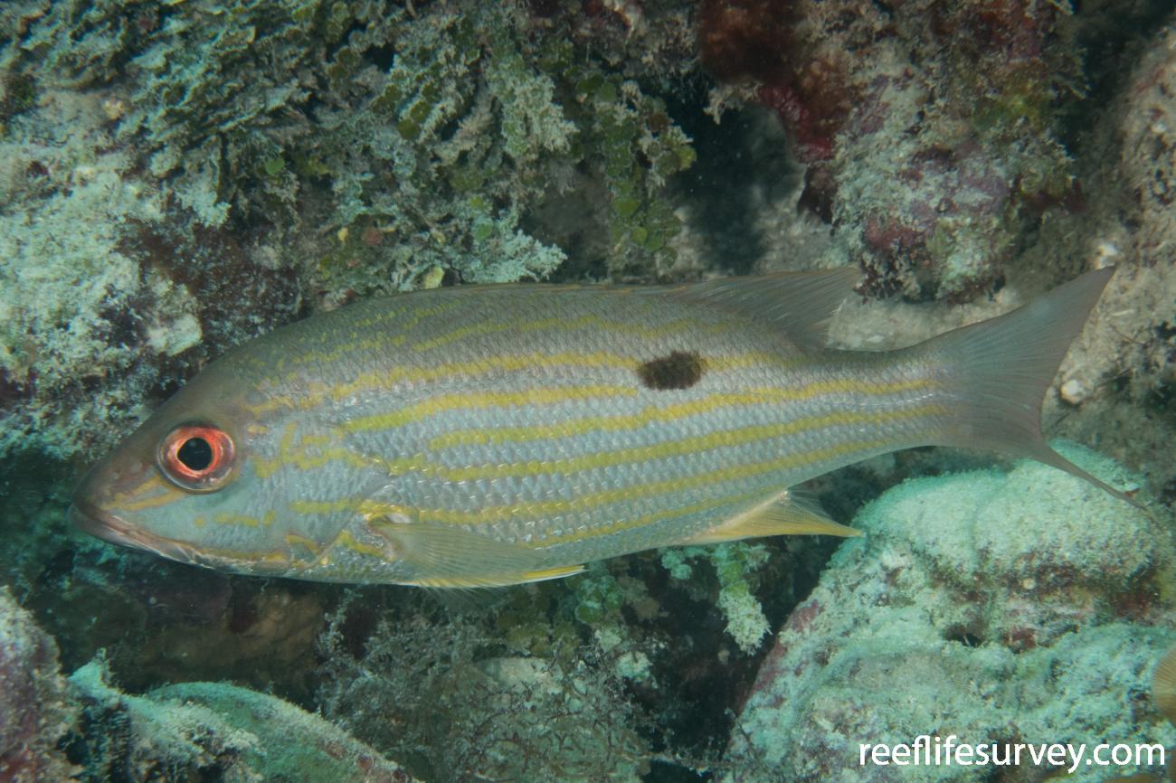 Lutjanus synagris - Lane Snapper | ReefLifeSurvey.com