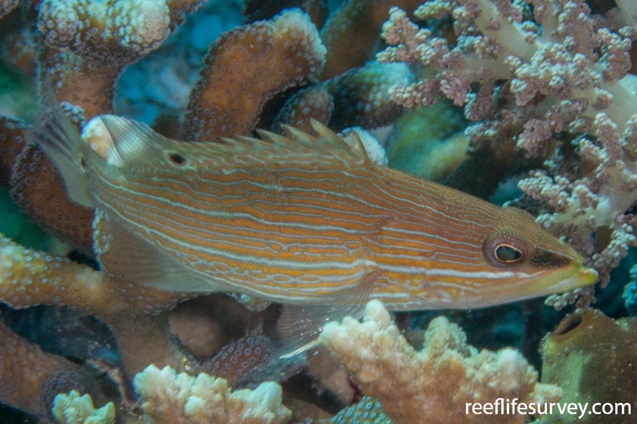 Anyperodon leucogrammicus - Whitelined Rockcod | ReefLifeSurvey.com