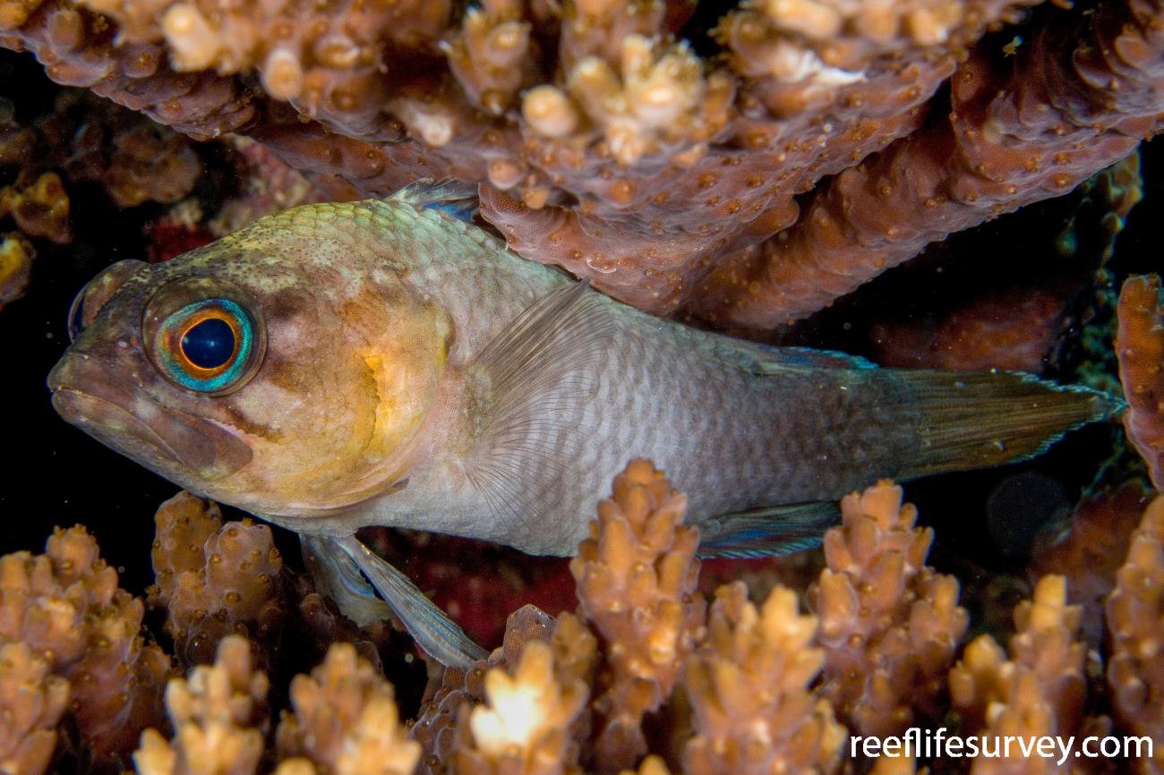 Plesiops insularis - Island Longfin | ReefLifeSurvey.com