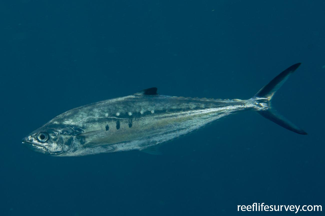 Scomberoides lysan - Lesser Queenfish | ReefLifeSurvey.com
