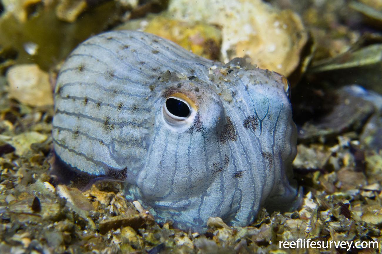 Sepioloidea lineolata - Pinstripe Bottle-tailed Squid | ReefLifeSurvey.com