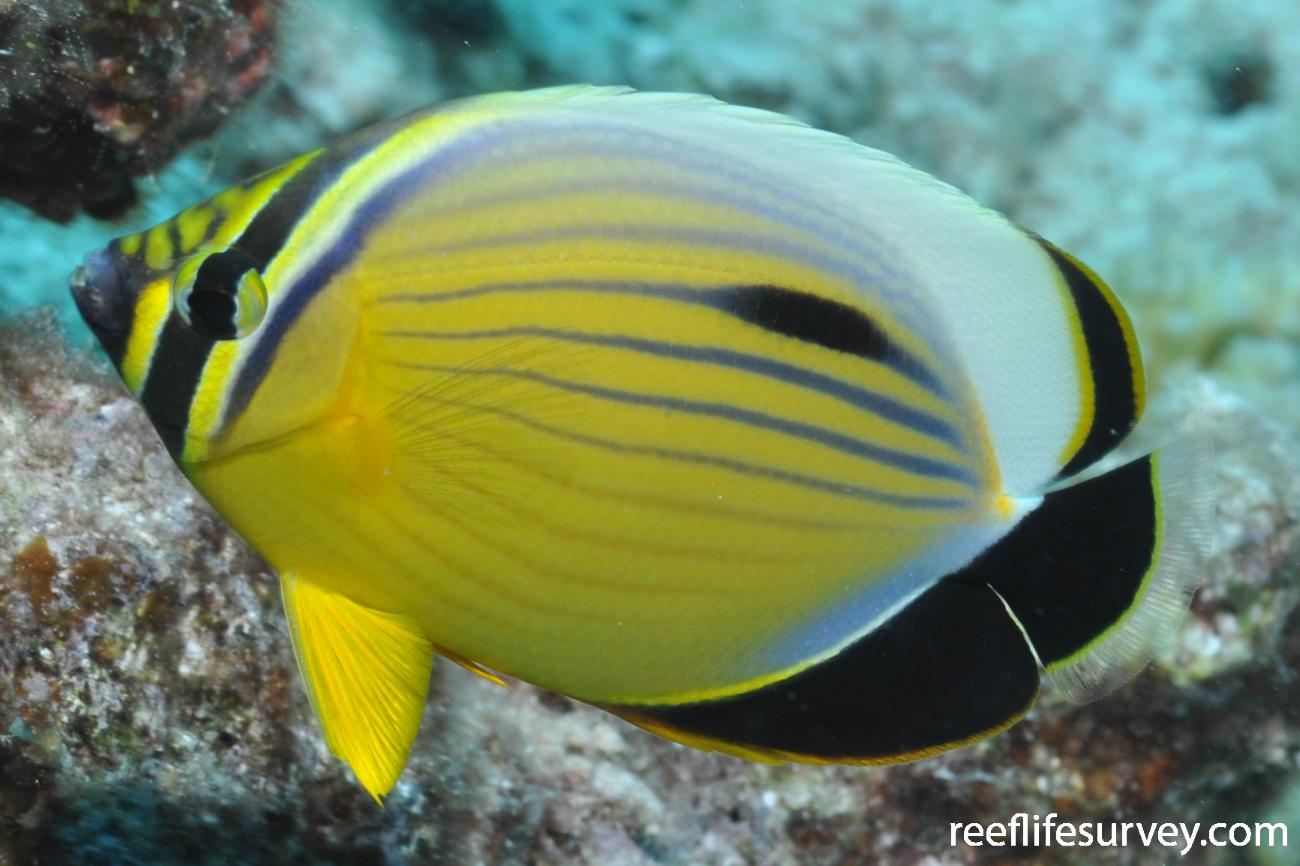 Chaetodon austriacus - Blacktail Butterflyfish | ReefLifeSurvey.com