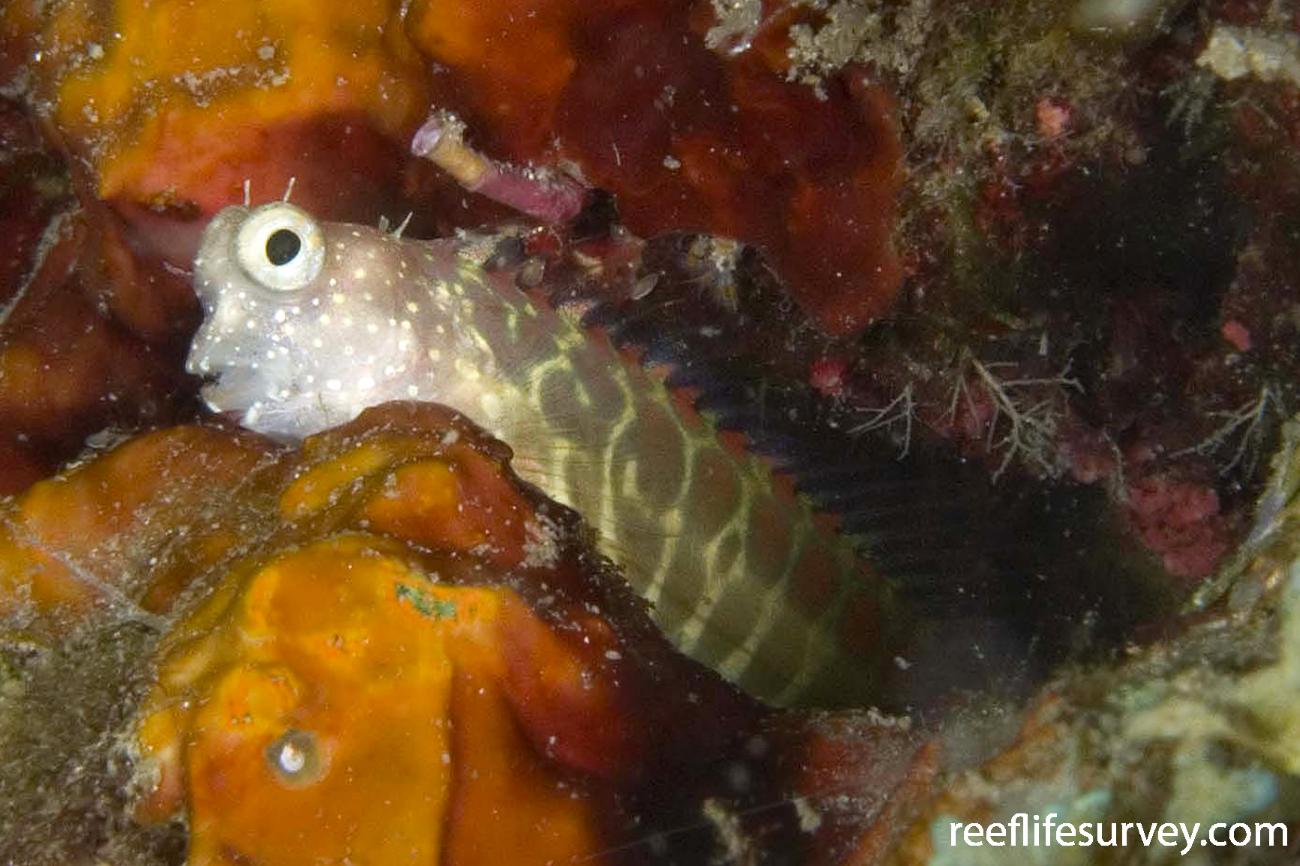 Salarias segmentatus - Segmented Blenny | ReefLifeSurvey.com
