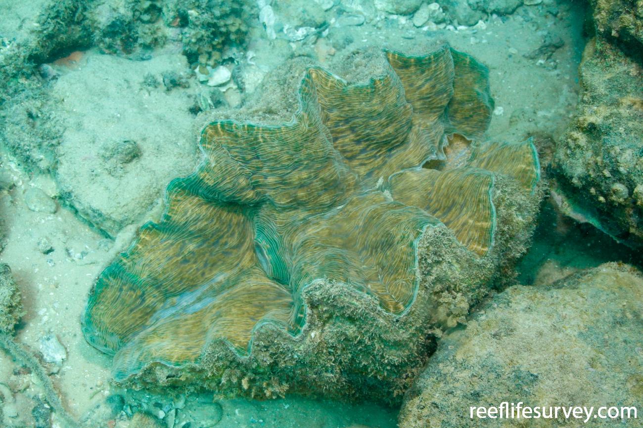 Hippopus hippopus - Bear Paw Giant Clam | ReefLifeSurvey.com