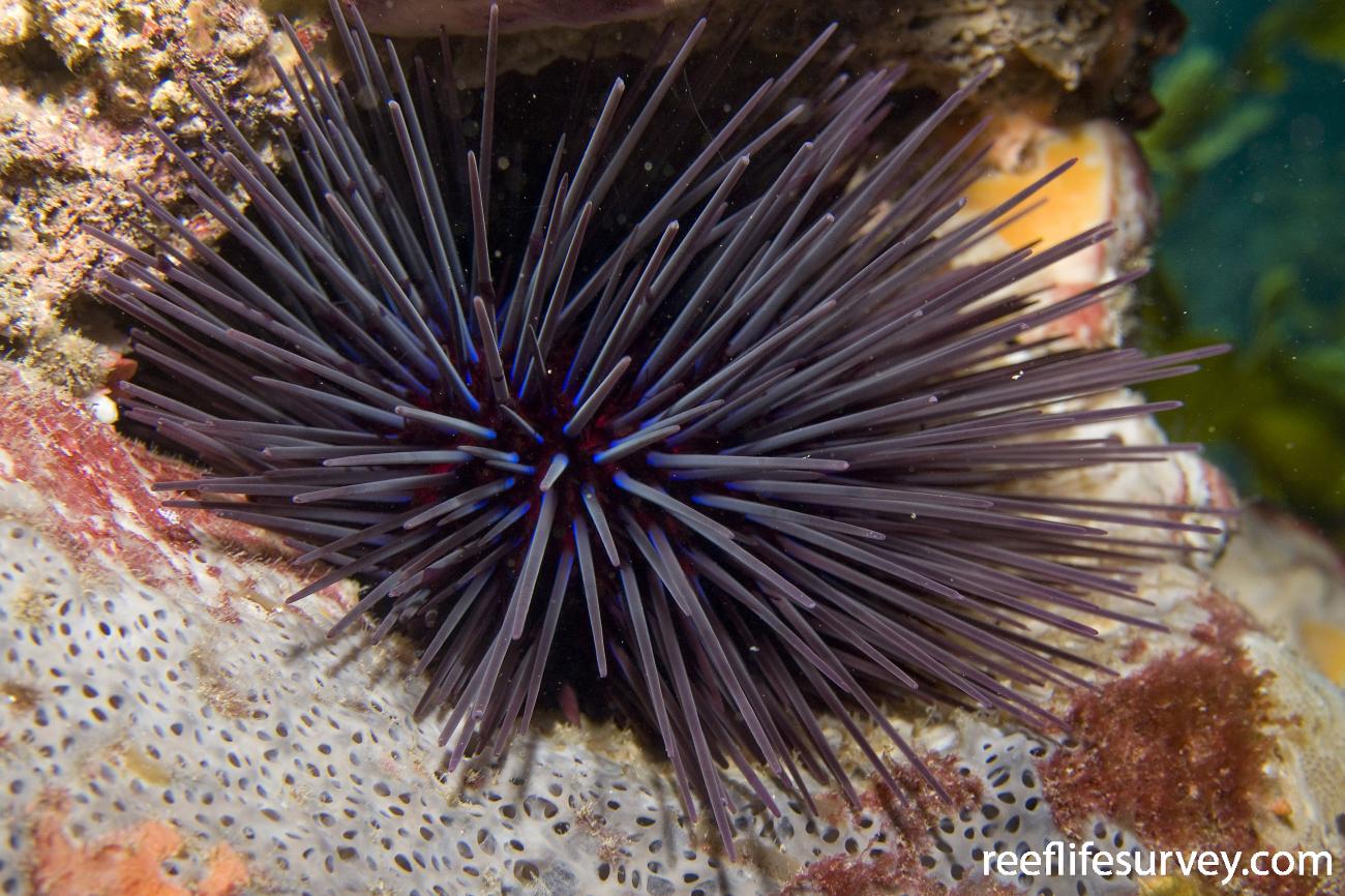 Centrostephanus tenuispinus - Long-spine Urchin | ReefLifeSurvey.com