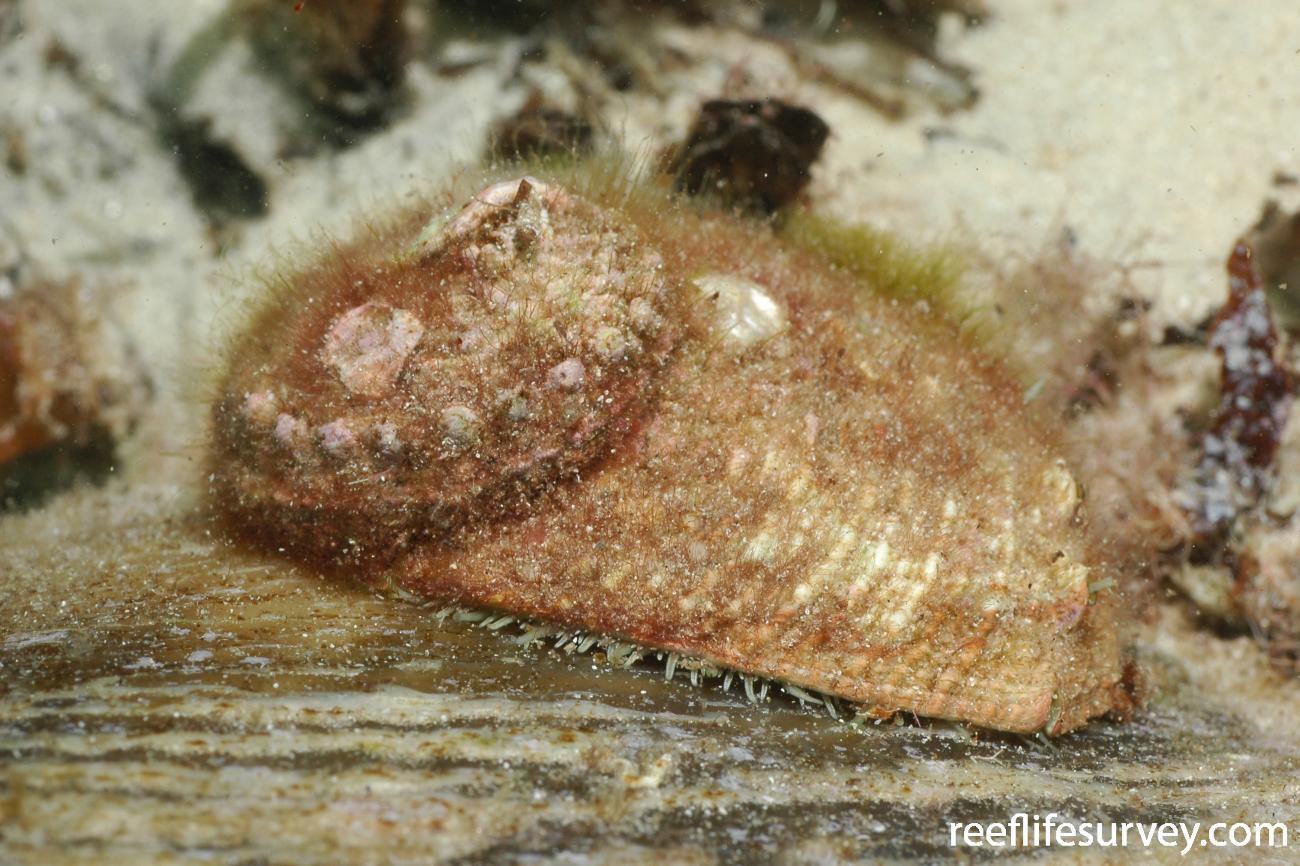 Haliotis cyclobates - Circular Abalone | ReefLifeSurvey.com