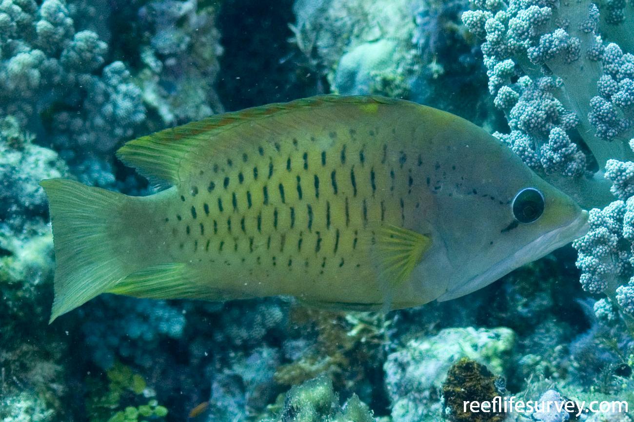 Epibulus insidiator - Slingjaw Wrasse | ReefLifeSurvey.com