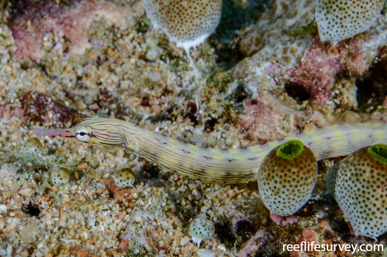 Corythoichthys haematopterus - Reeftop Pipefish | ReefLifeSurvey.com
