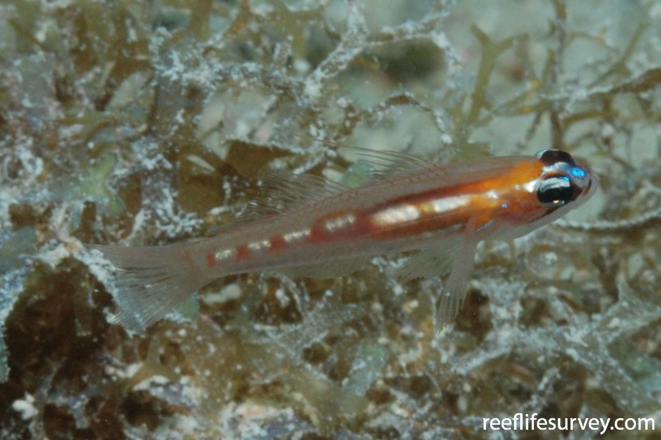 Coryphopterus personatus - Masked Goby | ReefLifeSurvey.com