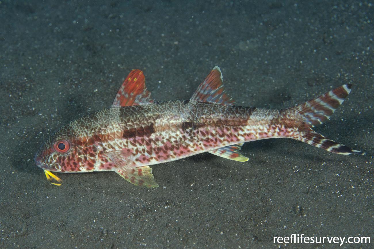 Upeneus tragula - Bartail/freckled Goatfish | ReefLifeSurvey.com