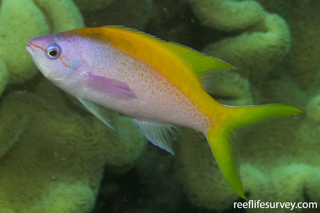 Pseudanthias evansi - Yellowback Anthias | ReefLifeSurvey.com